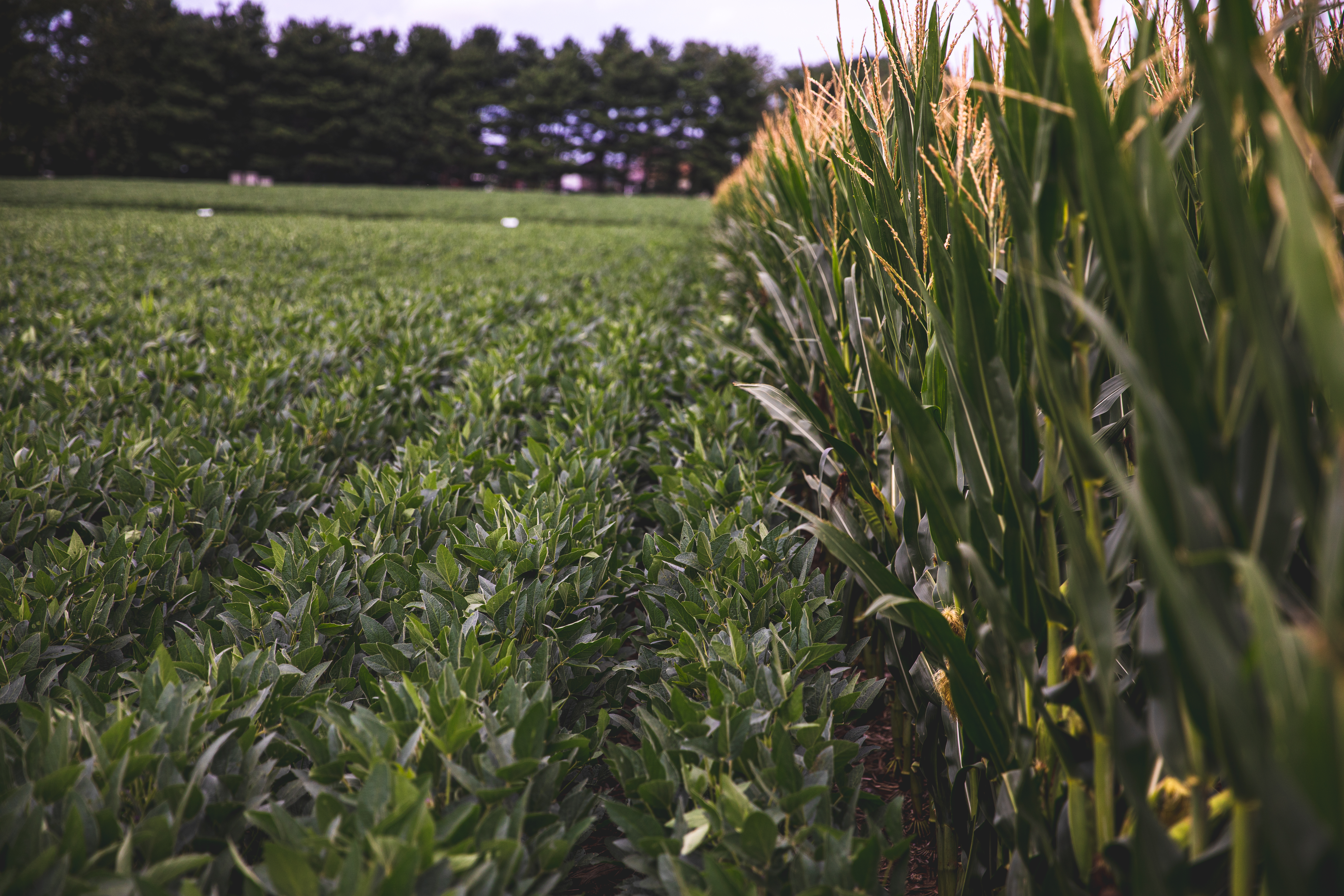 Crop Rotation in Agriculture - Complete Guide | Sound Agriculture