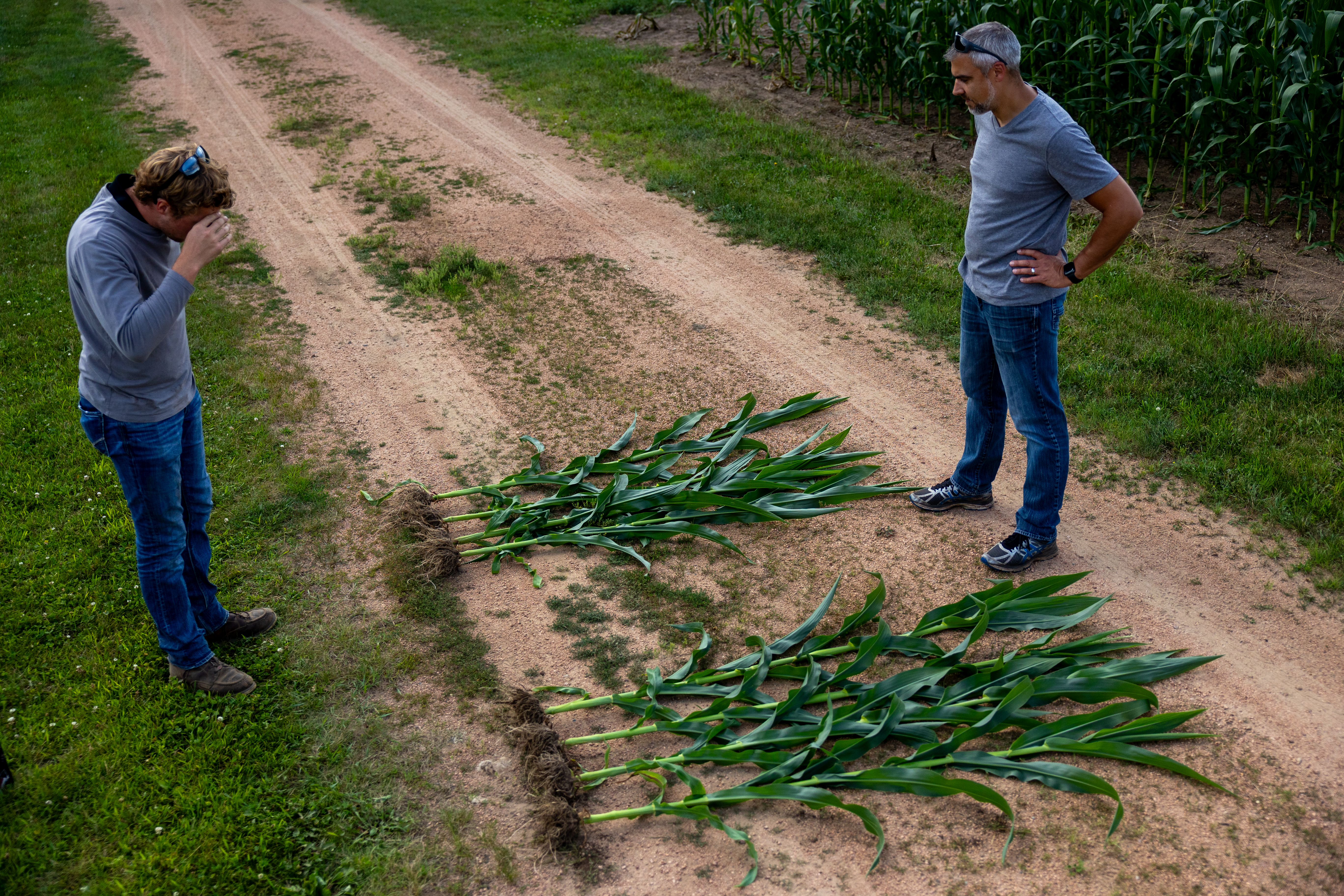 Understanding Limiting Nutrients in Plants:… | Sound Agriculture