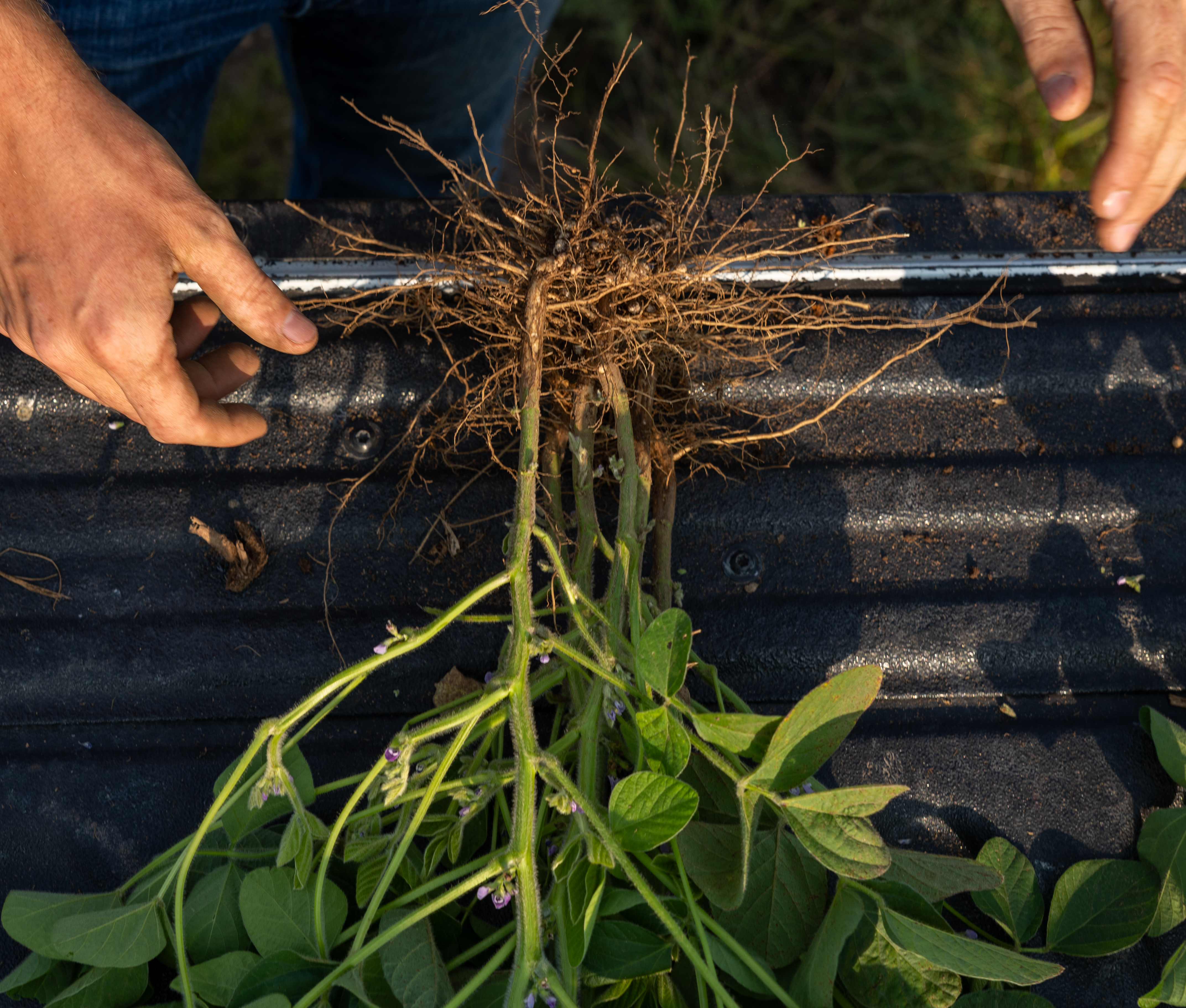 Understanding Limiting Nutrients in Plants:… | Sound Agriculture