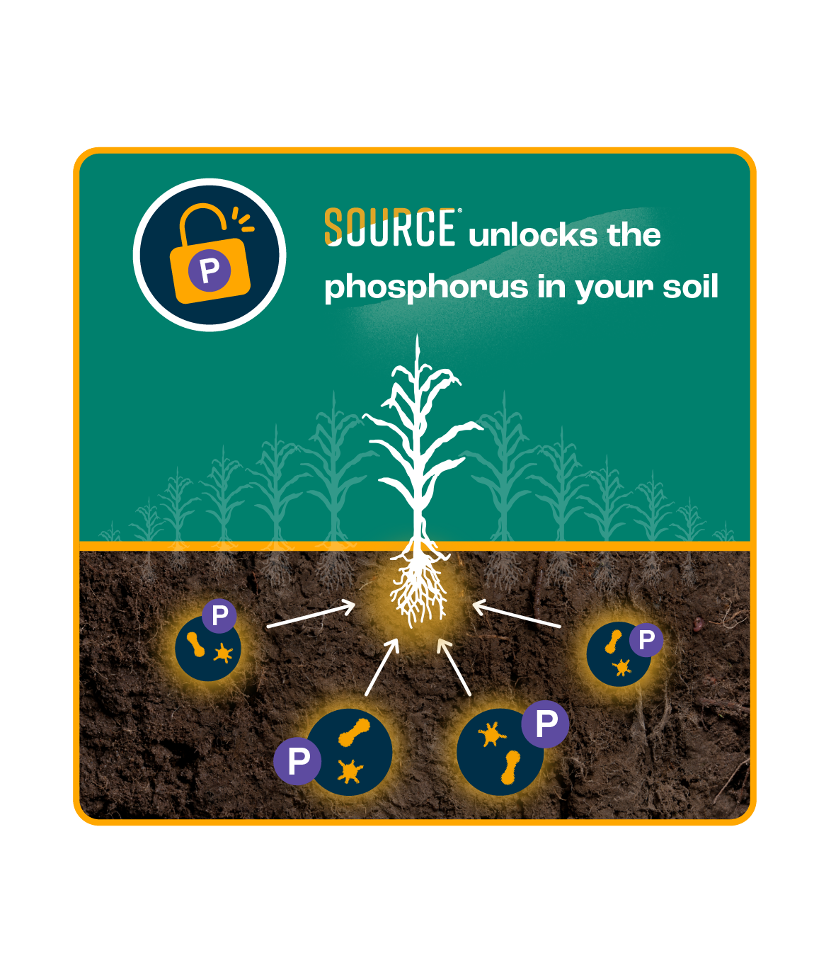 Tap into your soil | Sound Agriculture
