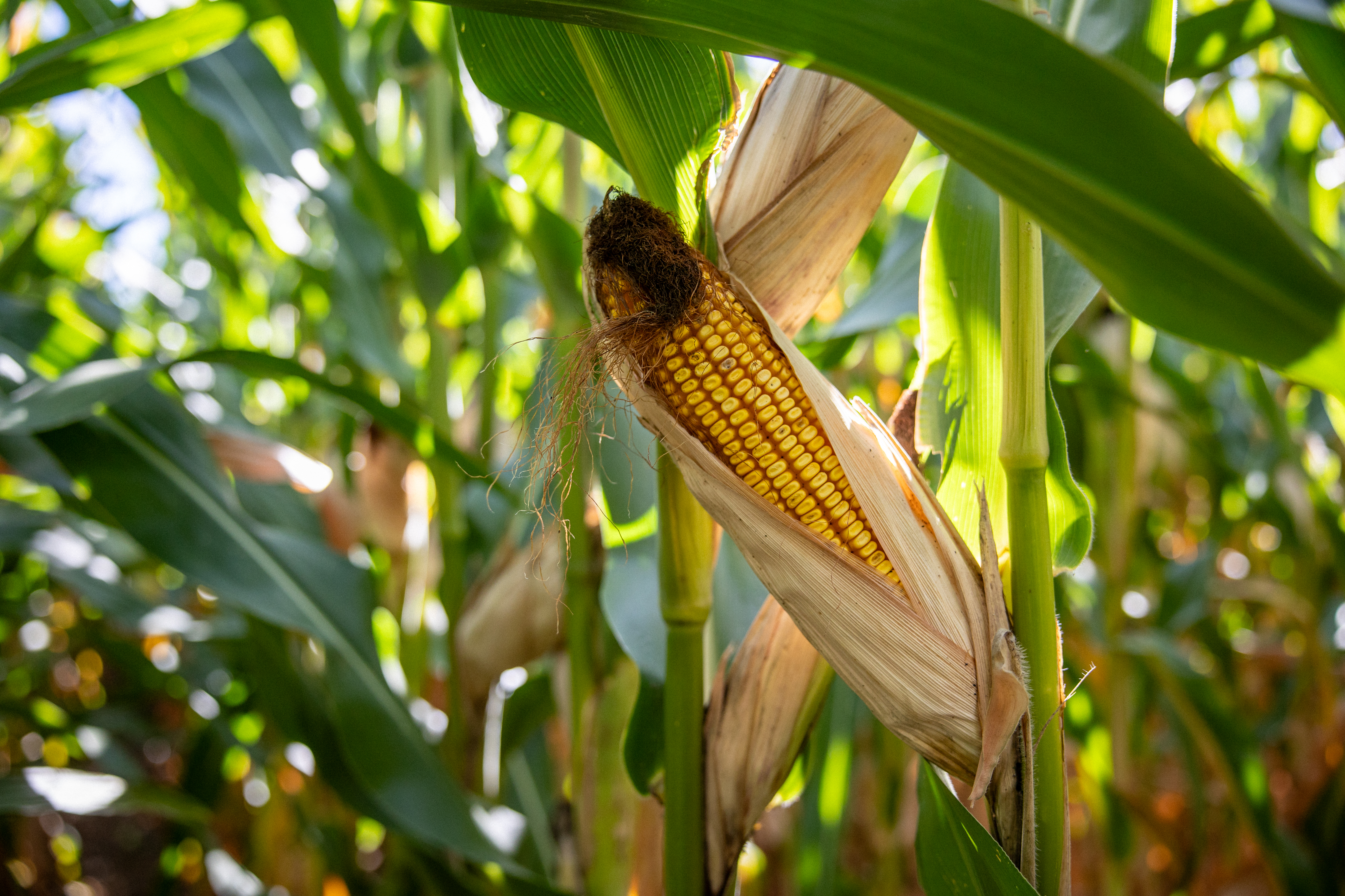 A Fresh Look at Potassium for a Balanced… | Sound Agriculture