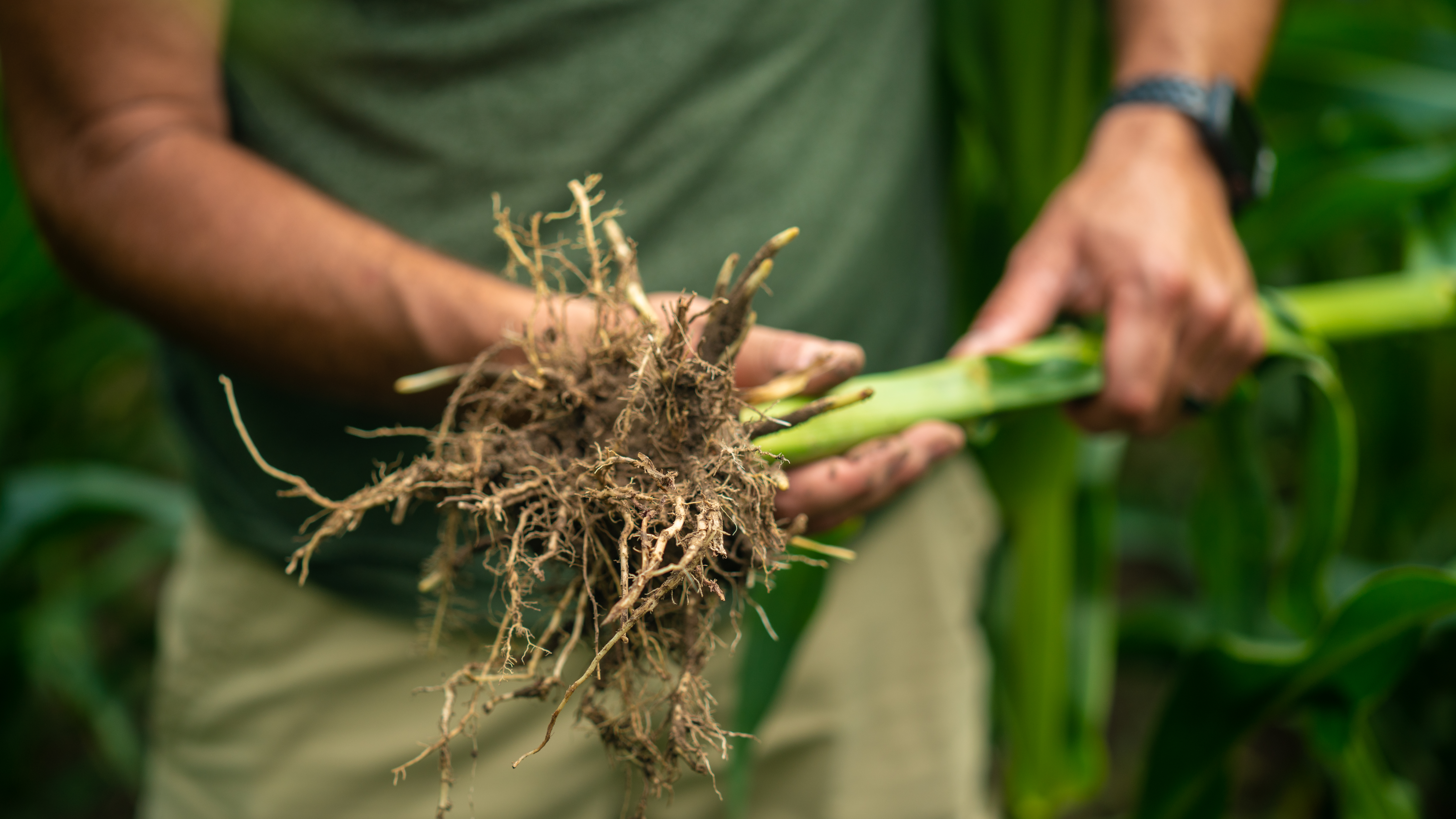 Importance of phosphorus in farming | Sound Agriculture