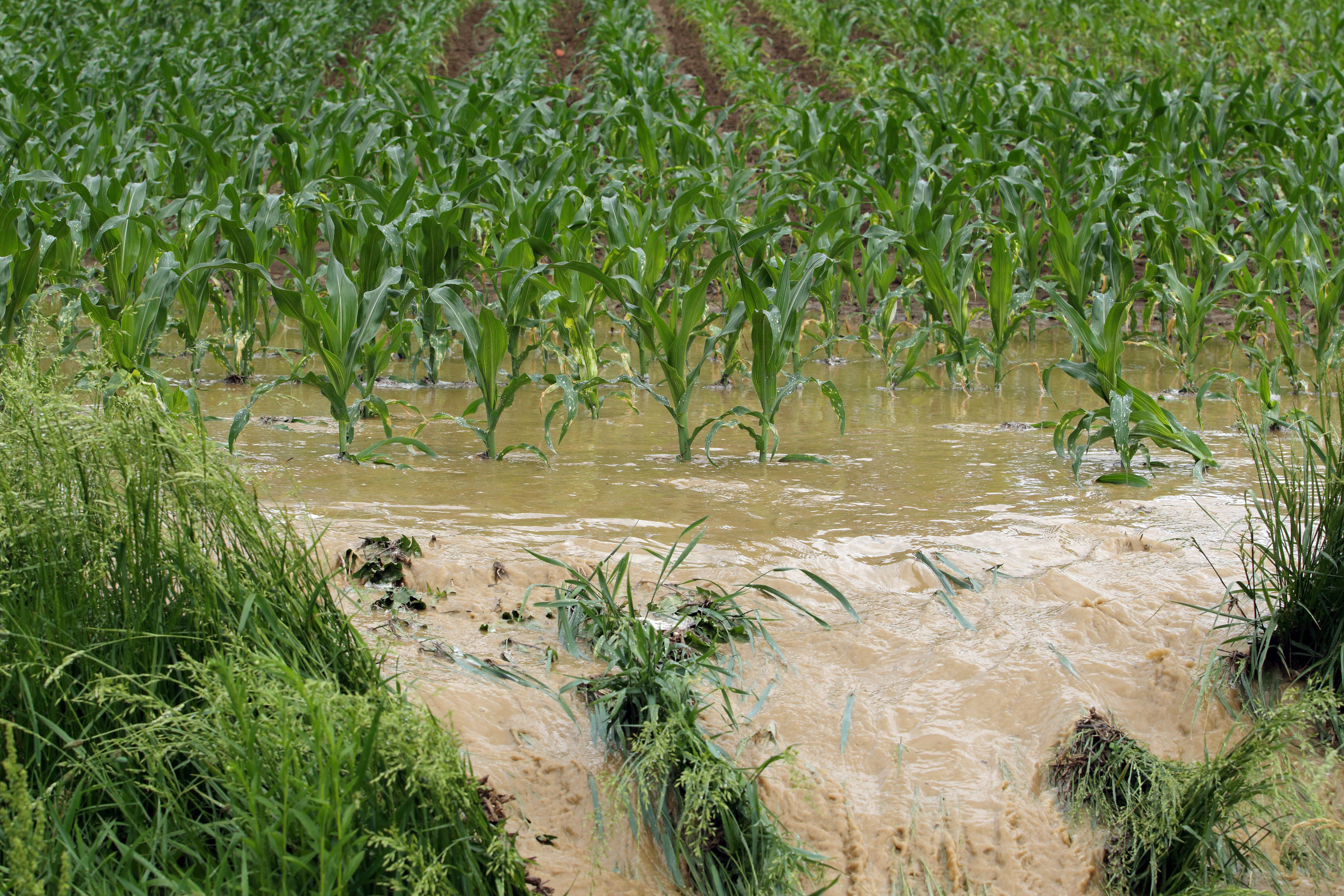 Sound Agriculture | Safeguard Nutrition in Heavy Rain